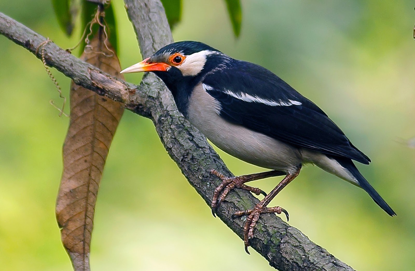 Burung jalak suren - Burung