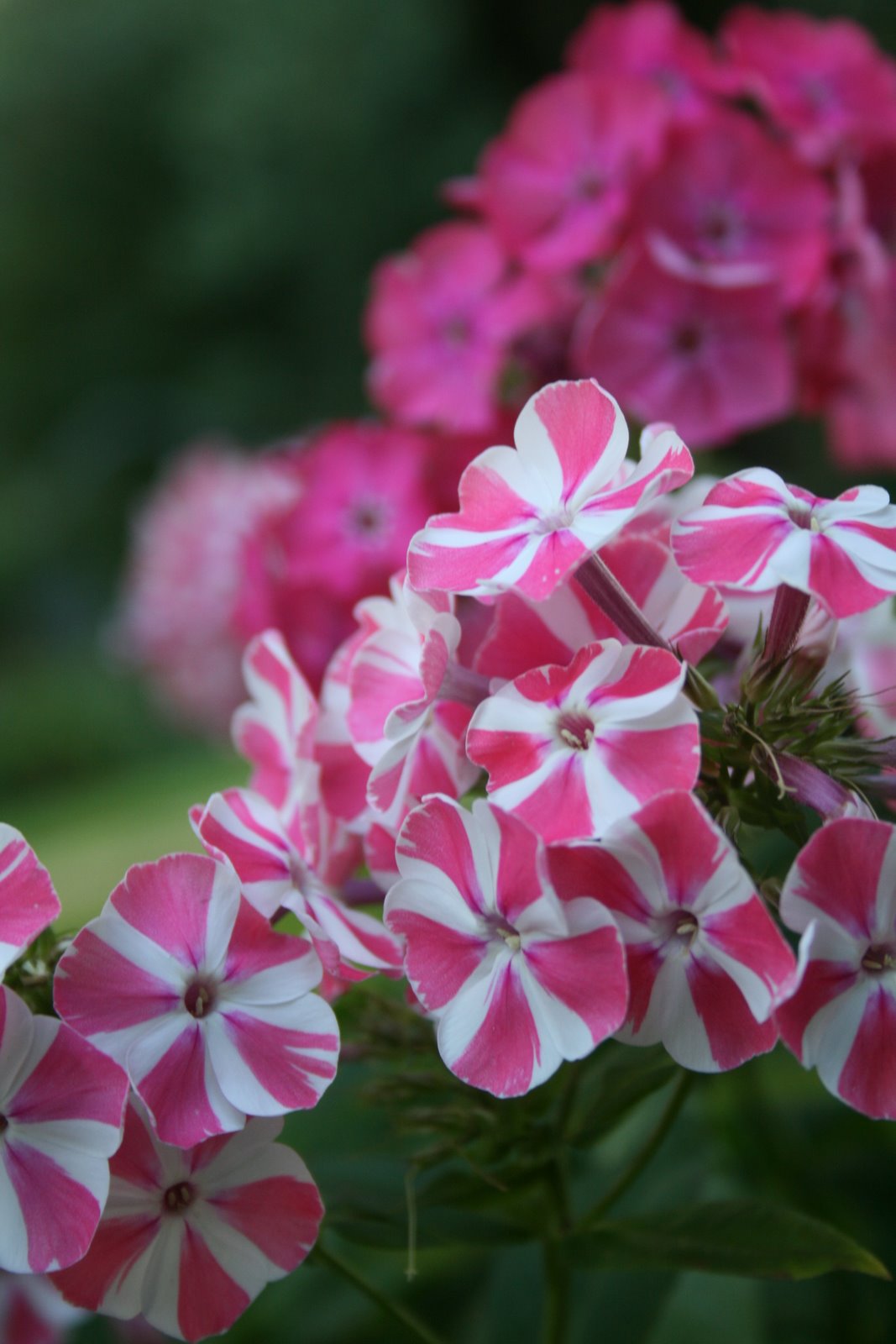 Aiken House & Gardens: Flower Power