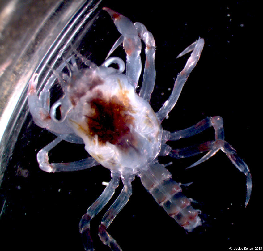 The Natural History of Bodega Head: A long way to go