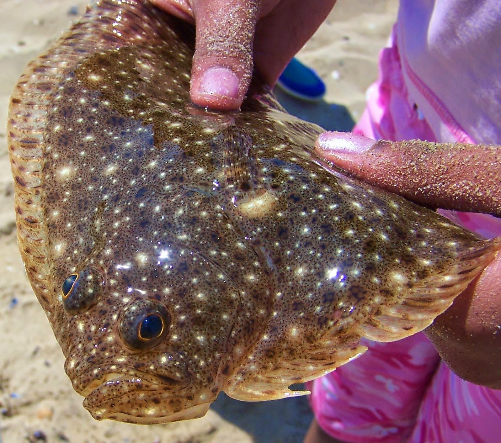 Nature on the Edge of New York City: A See-Through Fish Swims in Local ...