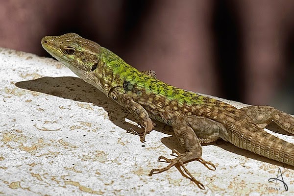 Saramandra: Cinemando #Godzilla: quando il supereroe è un lucertolone ...