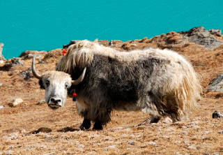 info animal: yak