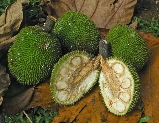 Caraka Purwo Wibisono: Mengenal manfaat dan khasiat buah kluwih