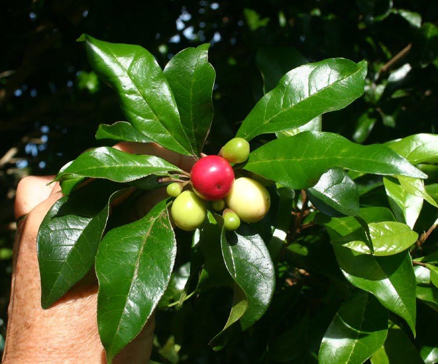 Toowoomba Plants: Satinwood