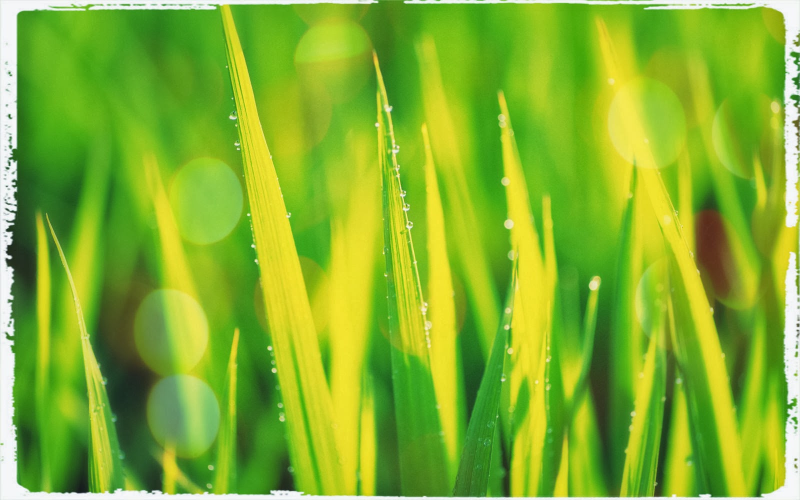 Coaching Literario: Cada brizna de pasto...