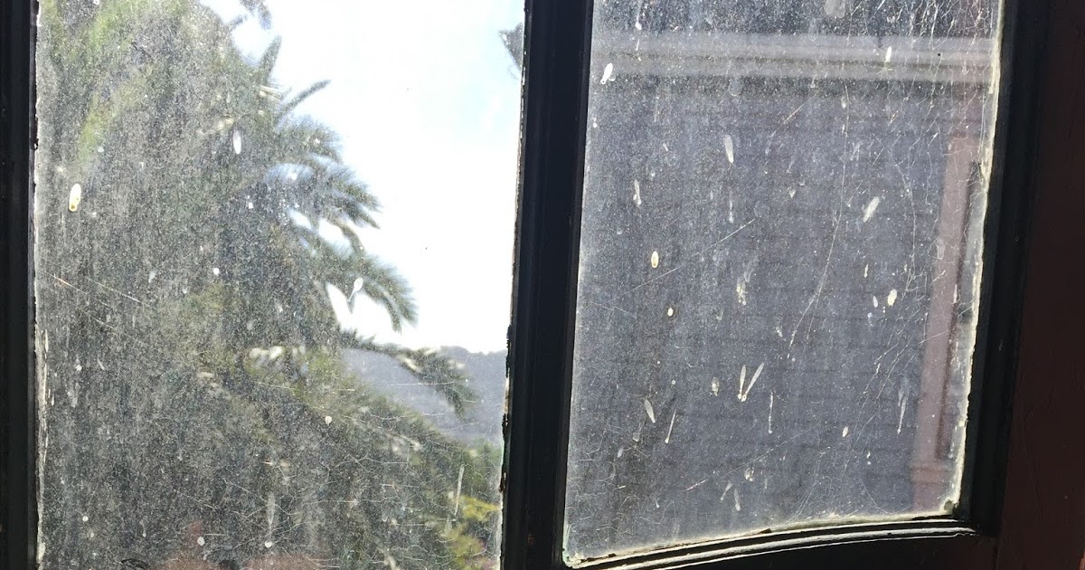 The Brew and The Bees: bee poop