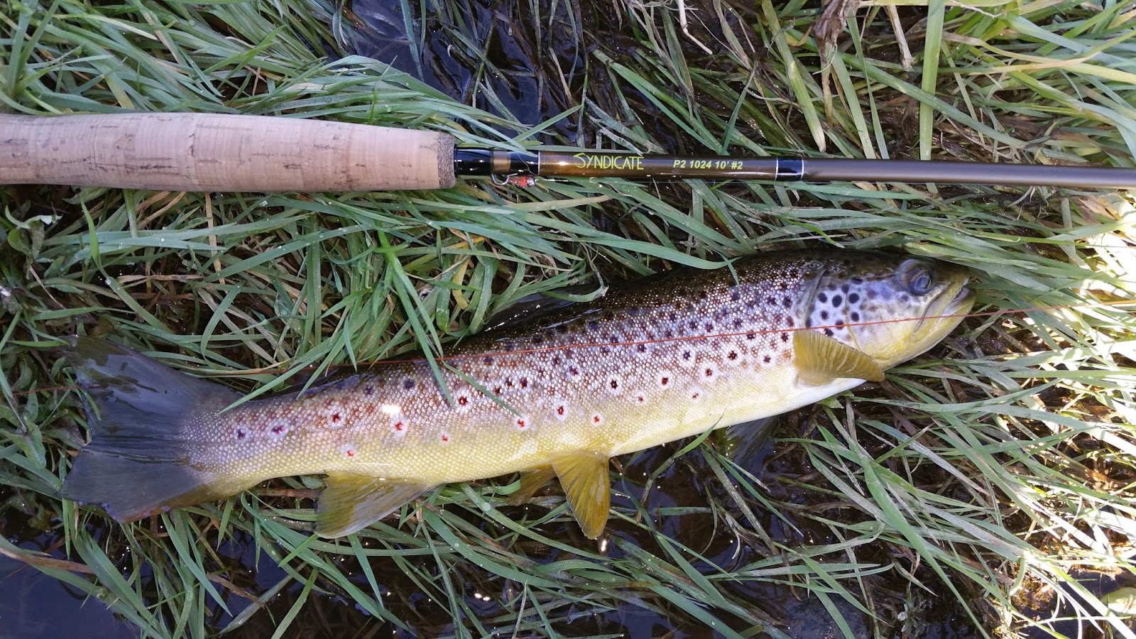 Piscari-Fly : Fishing on the River Nore Tomastown