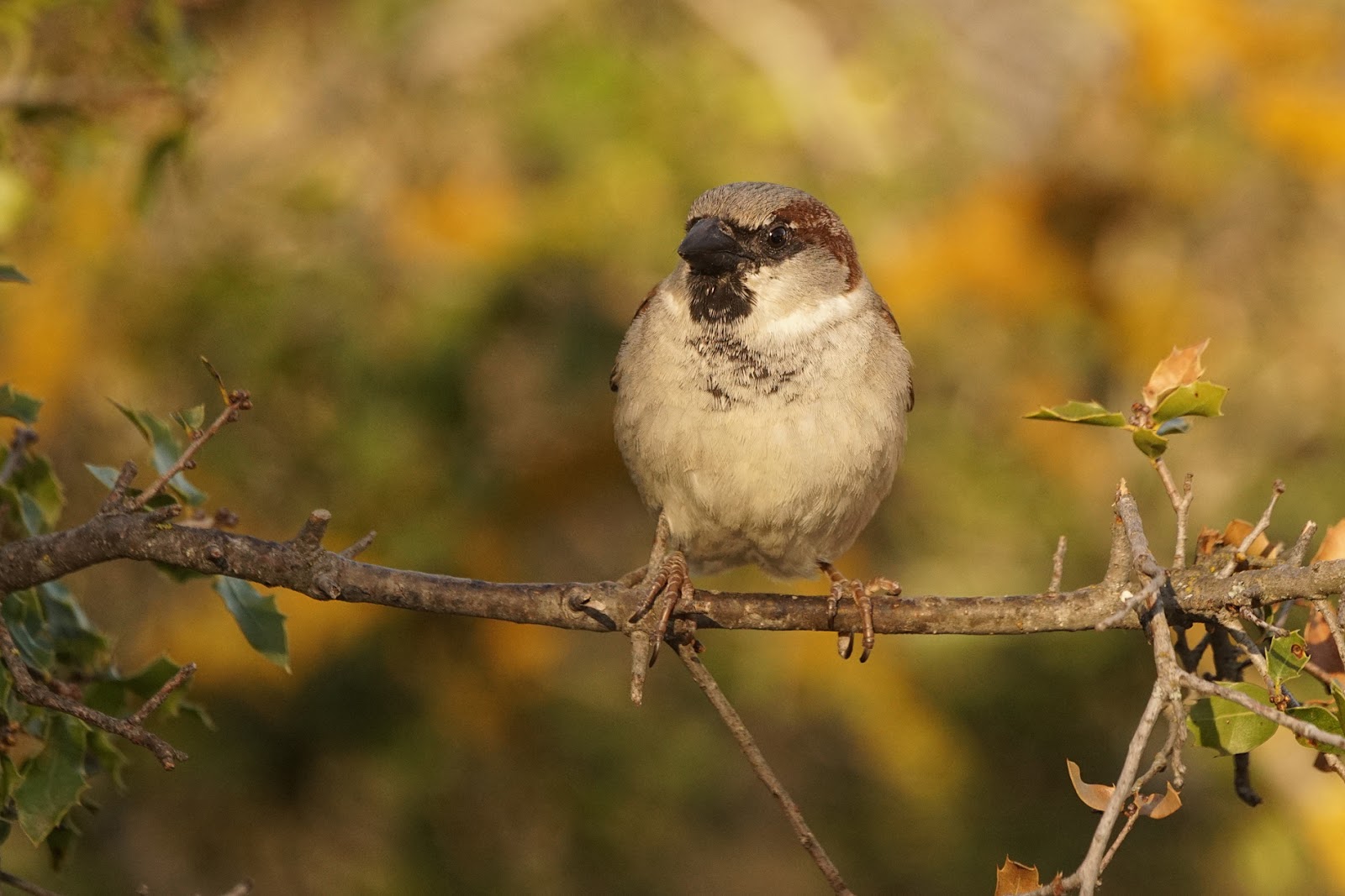 Pasión por las aves: Gorrión común.(Passer domesticus)