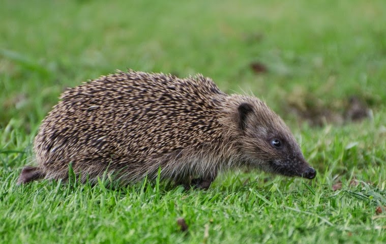 Norfolk Wildlife Trust: Hooray for Hedges!