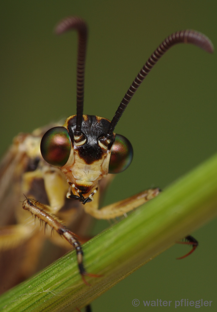 Nature photos from an Amateur Naturalist: Bugac-Puszta, Hungary (Bugac ...