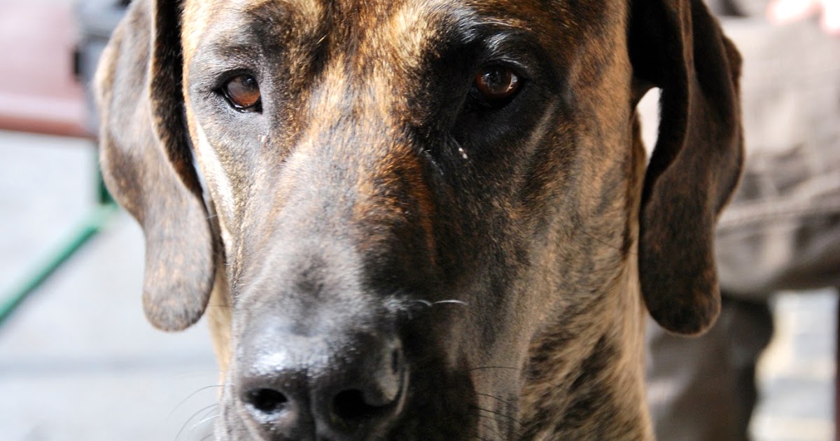 GASSIREPORT Hundeblog: Von Hundetatschern und canider Belästigung