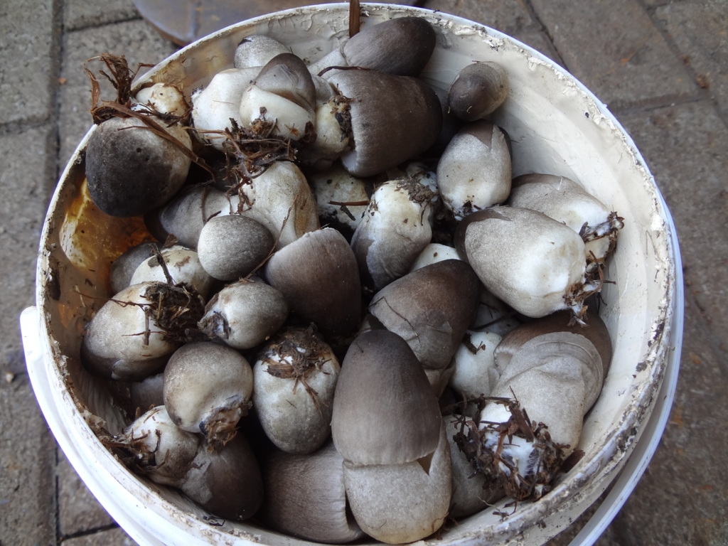 Budidaya Jamur Merang Kota Malang: Photo Training Cultivation Mushroom ...