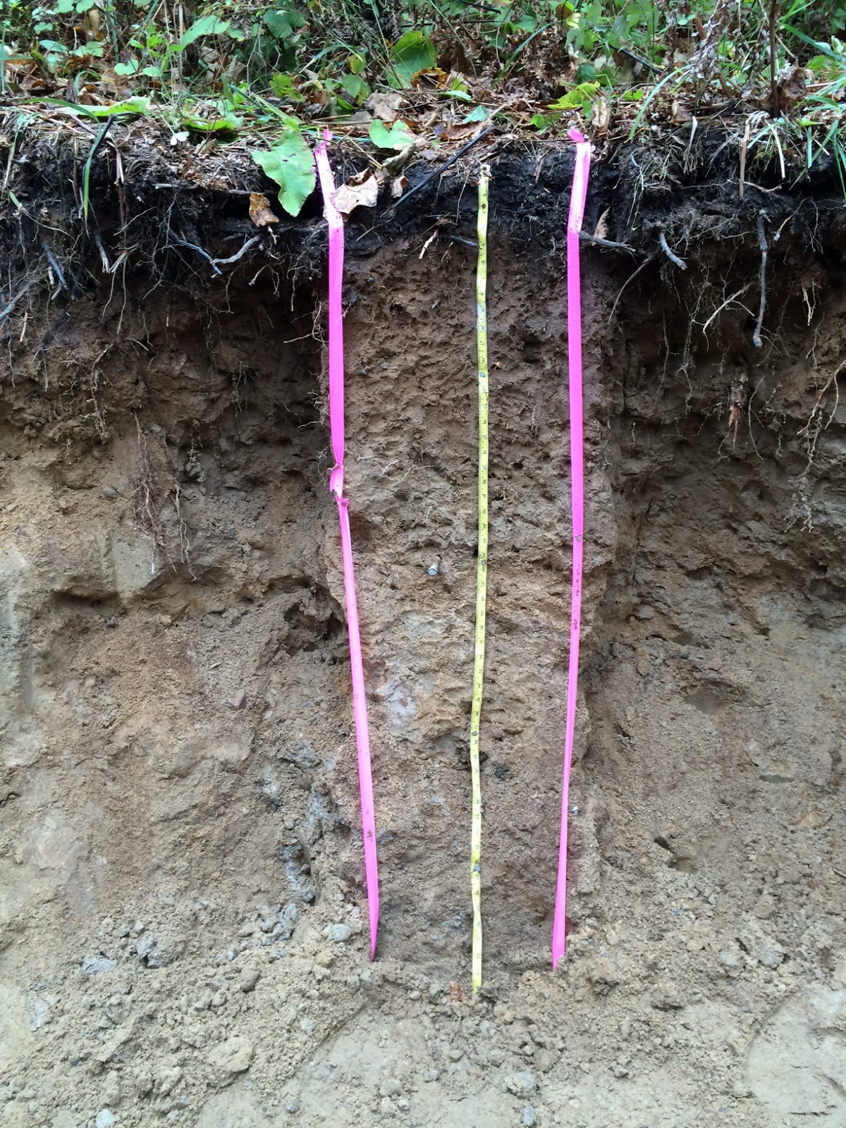 University of Minnesota Soil Judging Team
