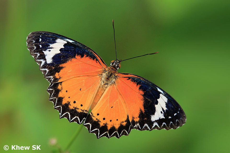 Butterflies of Singapore: Lacewings of Singapore