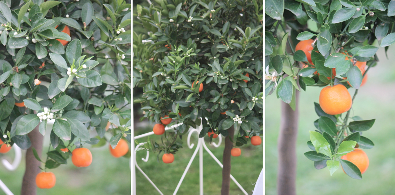 White and Shabby: WELCOME TO MY GARDEN