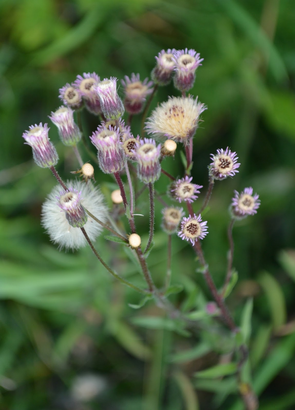 Walks among Flowers: Oxfordshire: Chiltern Escarpment: Aston Rowant to ...
