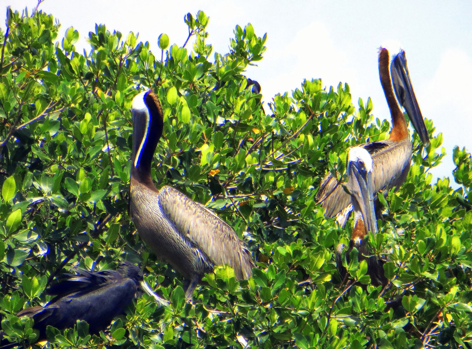 Todd Swank: The Crazy Birds in Fort Myers, Florida