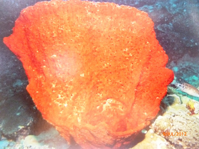 BEAUTIFUL SEA ANIMALS AND CORALS: Blood Sponge (Echinodictyum)