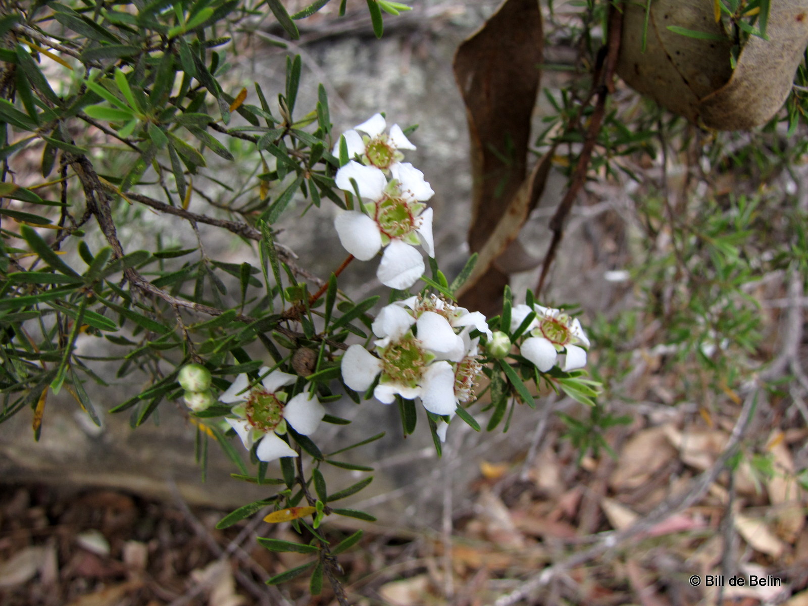 Sydney's Wildflowers and Native Plants: Leptosperm um trinervium ...