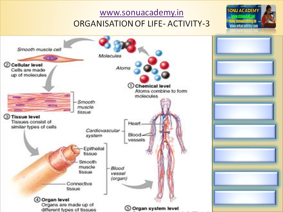 SONU ACADEMY: ORGANIZATION OF LIFE-ACTIVITIES