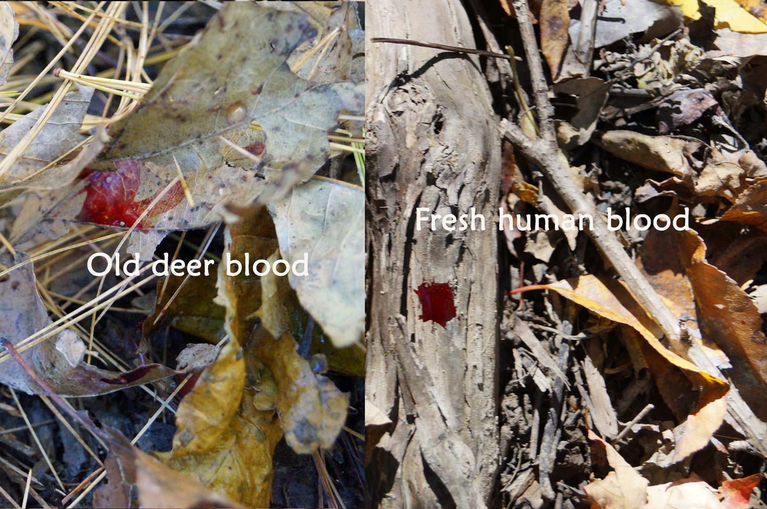 BORN-TO-TRACK BLOG: Our own blood tracking team, John Jeanneney and a ...