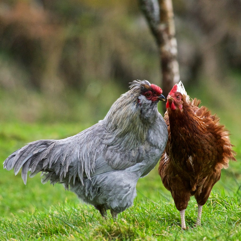 Treshnish Farm: The definition of 'hen-pecked'