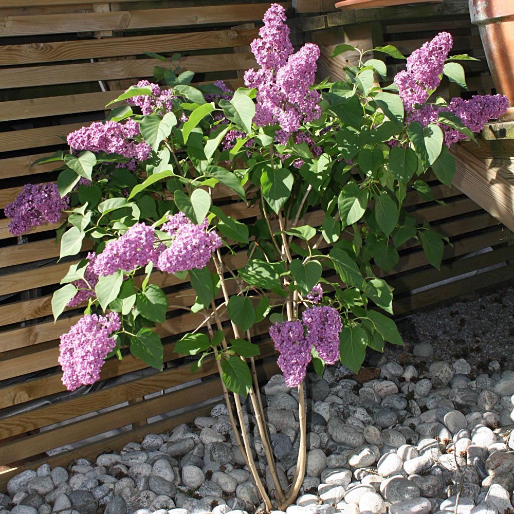 Ritas Fryd: Prydbusker