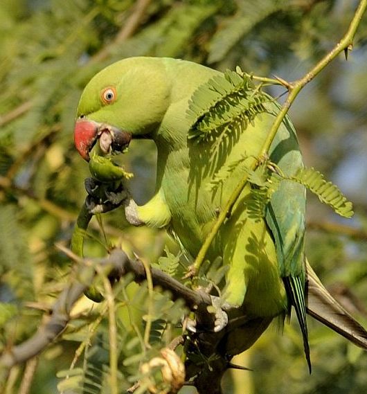 Rose Ringed Parakeet - ARUNACHALA BIRDS