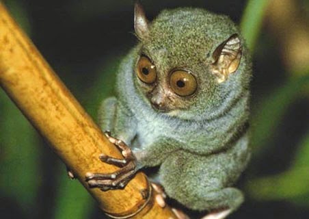 seeing INDONESIAN the Miracle of North Archipelago_EXplore TRAvel Guide ...