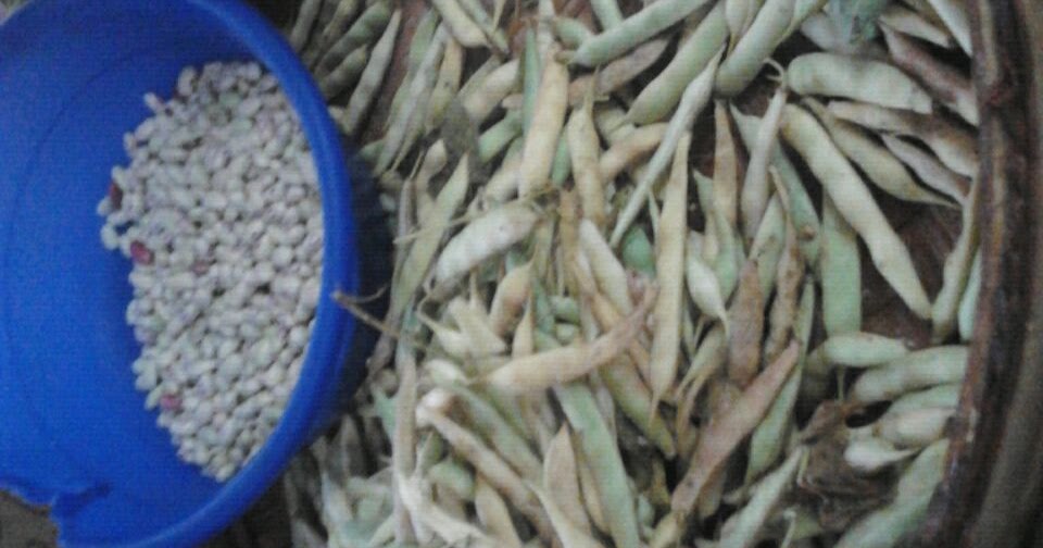 MAISHA NA MAFANIKIO: NIMEPATA ZAWADI YA MAHARAGE MABICHI TOKA MBINGA....