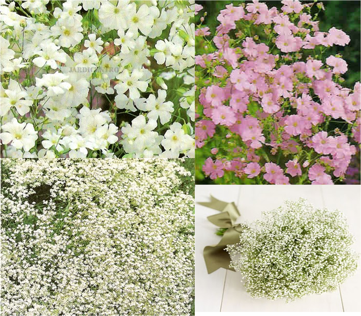 Kaiserwalzer: Gipsofila