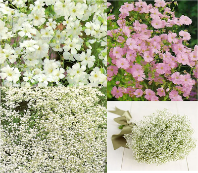 Kaiserwalzer: Gipsofila