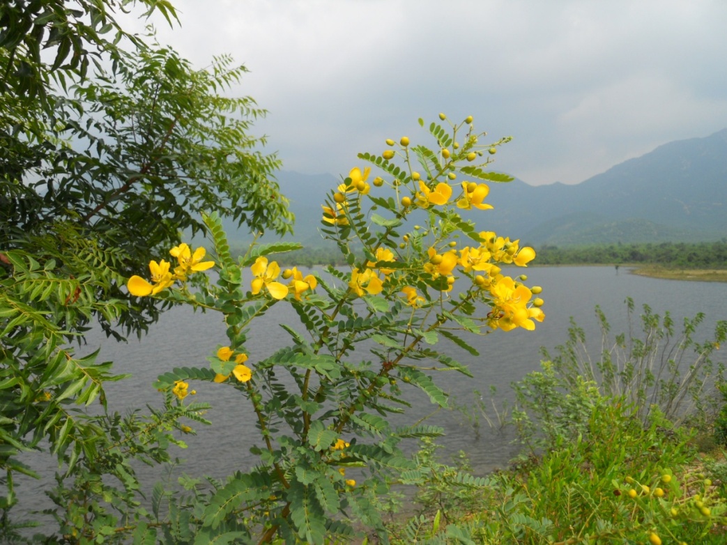 Asucre Cassia Auriculata ~ Avarampoo ~ Senna Auriculata
