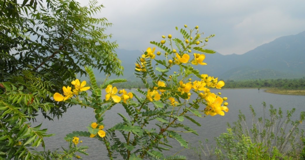 Asucre Cassia Auriculata ~ Avarampoo ~ Senna Auriculata