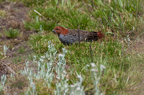 Stories from Blue Hill Escape: Yay!! Striped Flufftail!!