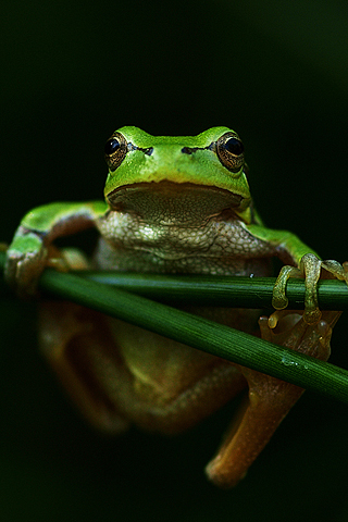 iPhoneZone: 20+ Most Beautiful Examples of Frog Wallpapers for iPhone