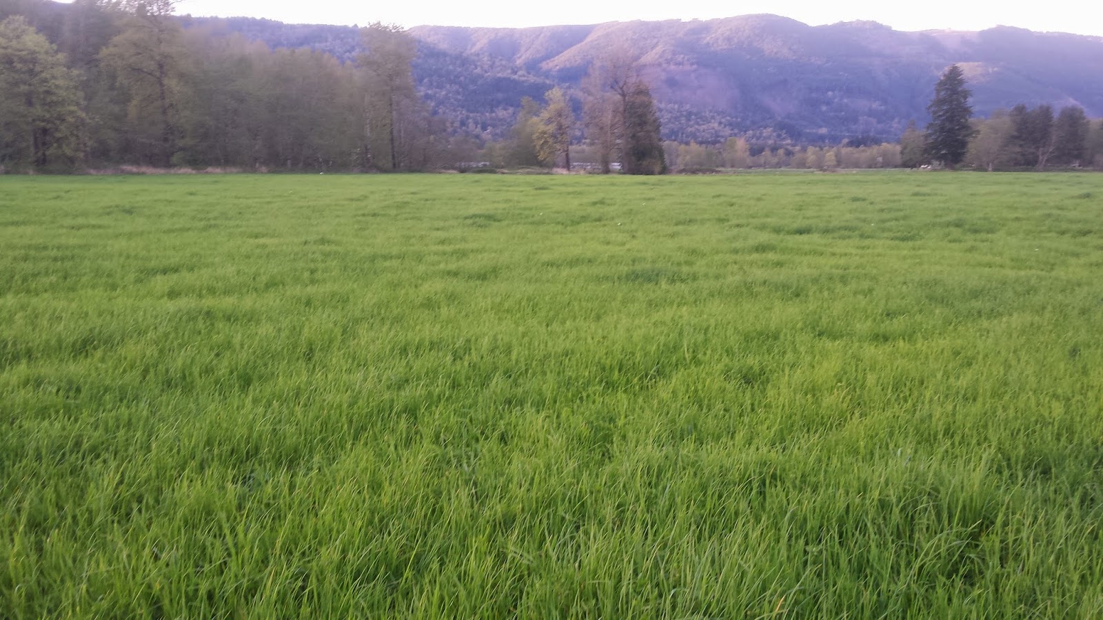 meat: Planted and fallow ground results