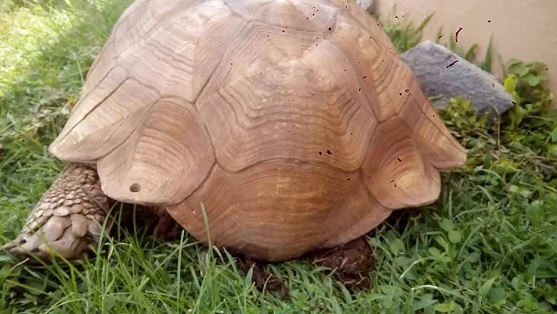 Meet 330-year-old Nigerian turtle living in Ogbomoso - Nigerian And ...