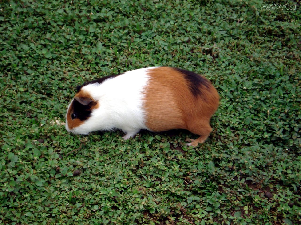 Olhos de Preá, Carlos Drummond de Andrade