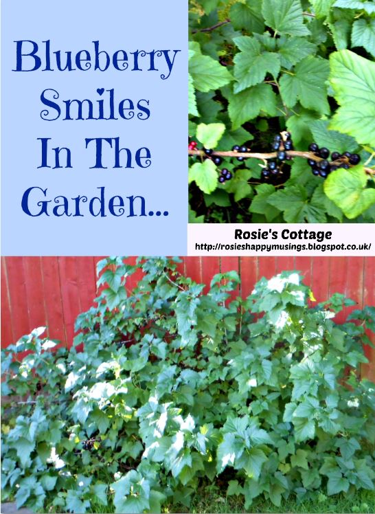 Rosie's Cottage: Spring Arrives And Brings New Life To The Garden...