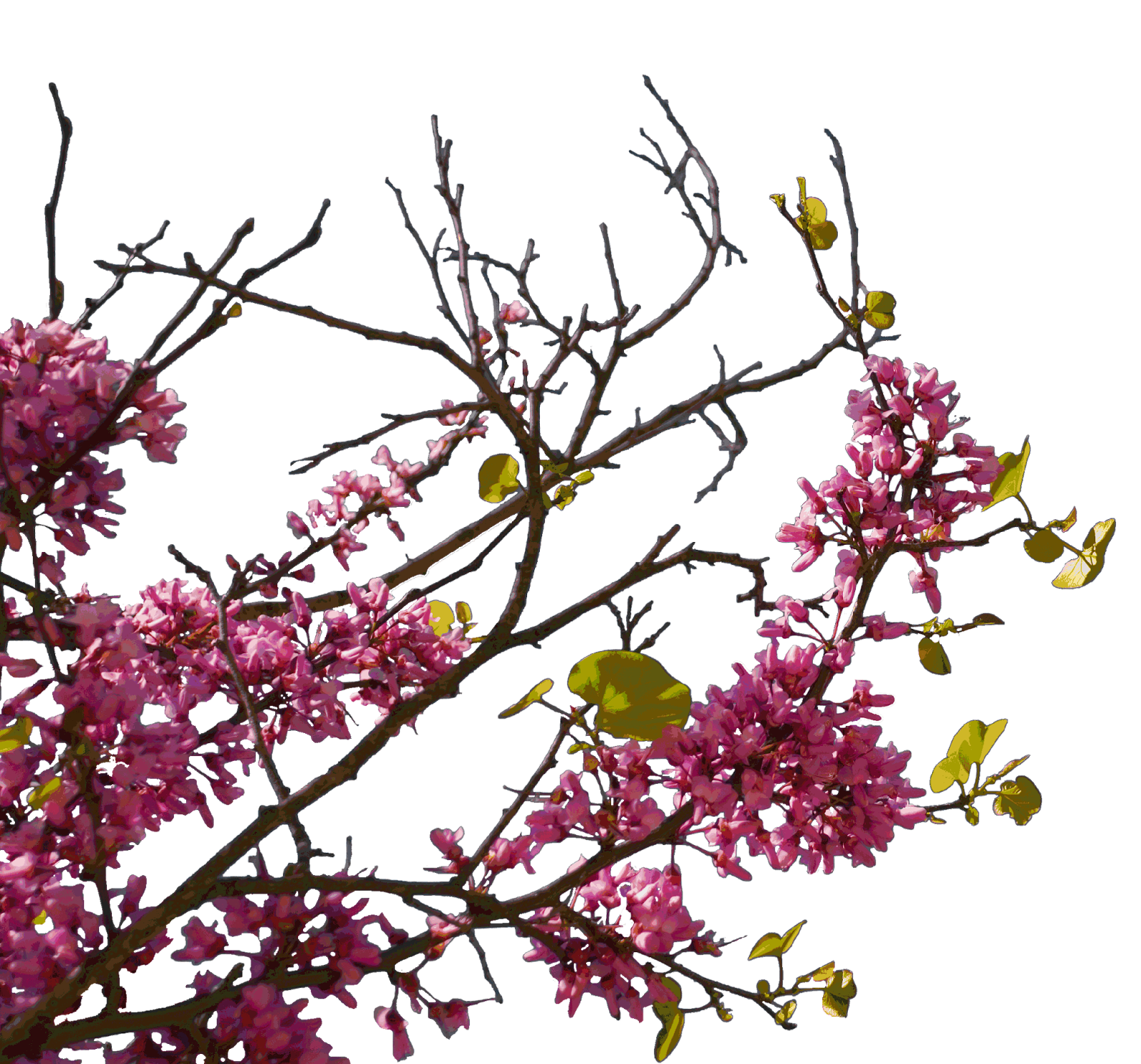 Koleksi Gambar Bunga Format PNG - ARIE CELLULAR