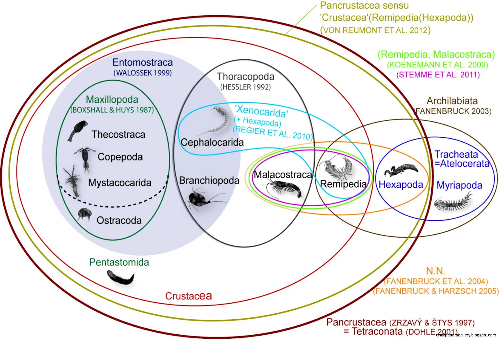 Arachnids Diagram | Wallpapers Gallery