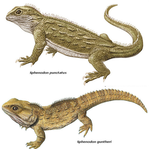 LA CIENCIA DE LA VIDA: Ten Shin Han, el tuátara