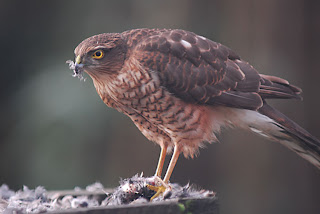 Neil Calbrade Photography: Finch-hawk