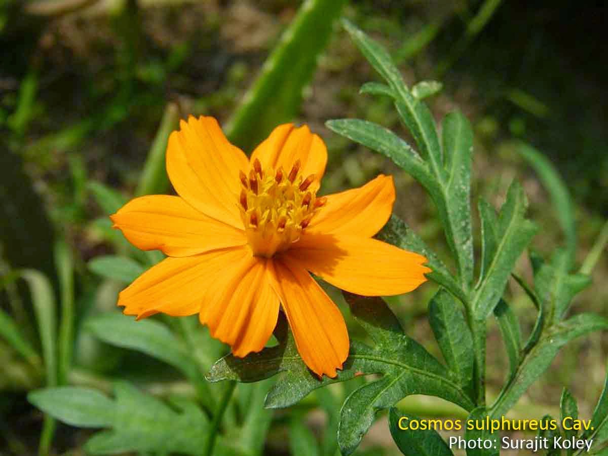 Medicinal Plants: Cosmos sulphureus