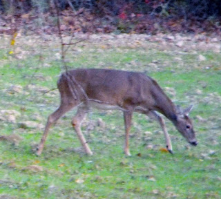 Marian's Hunting Stories, etc., etc., etc...: Spotlighting Deer By Two ...