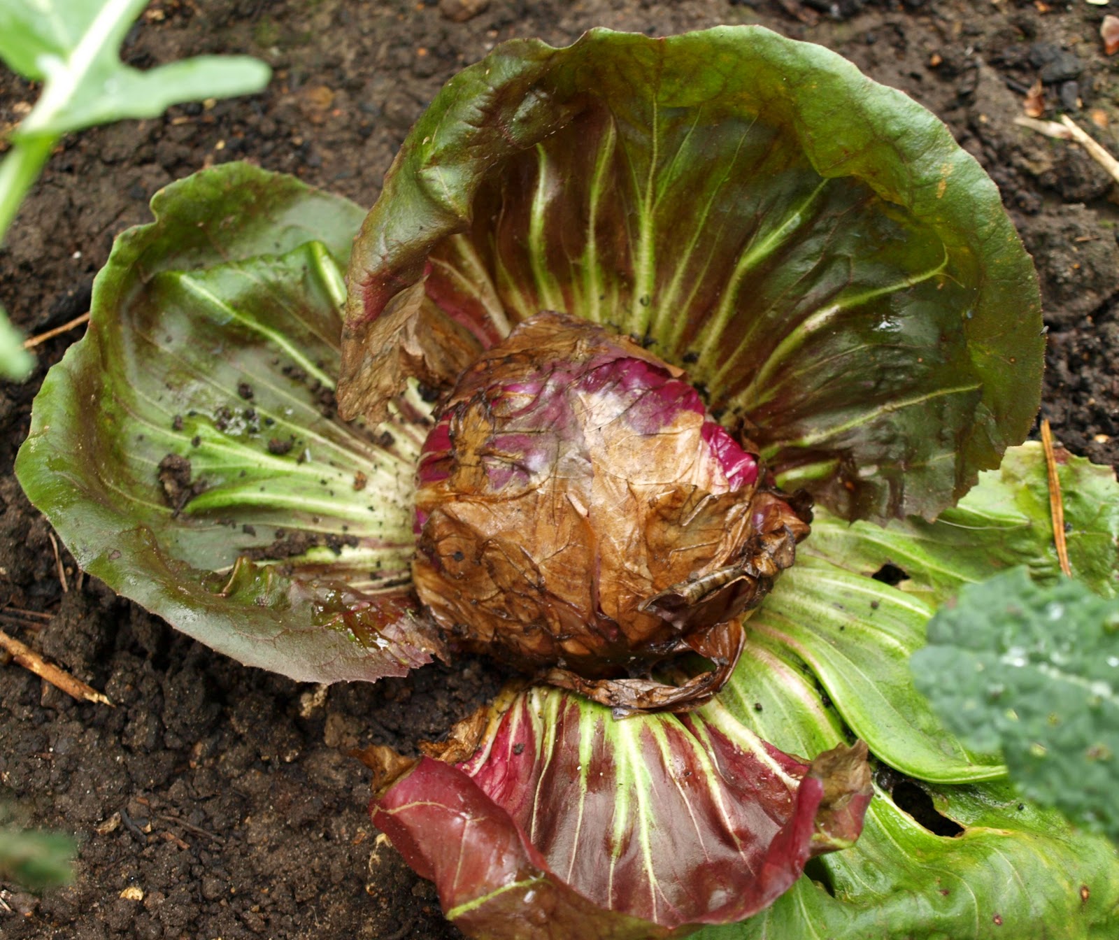 Mark's Veg Plot: Growing Radicchio