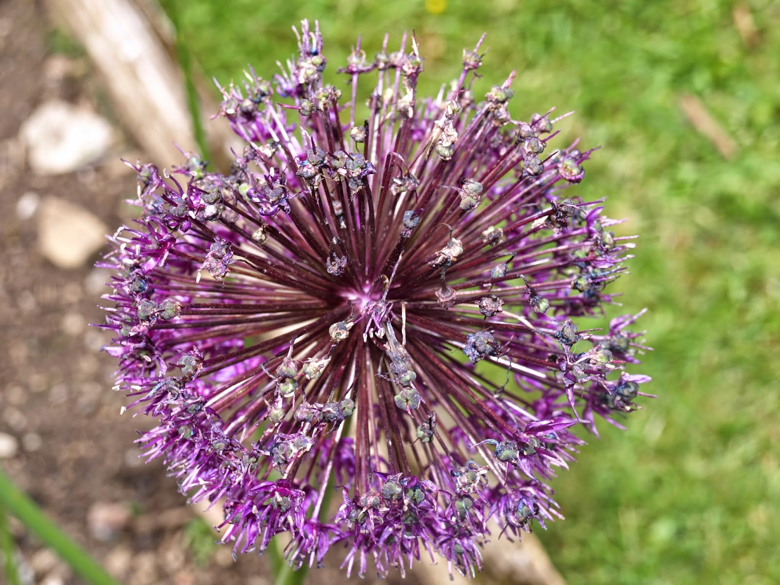 Cornish Chickpea: Trevoole, a little gem in the heart of Cornwall