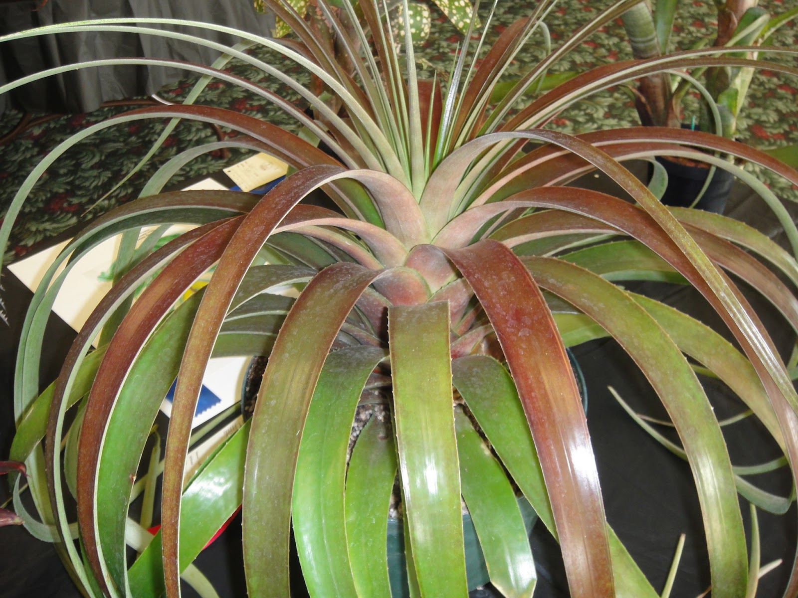 succulent-bromeliads-and-others-x-enchotia