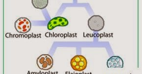 PLASTIDA (Kloroplas, Leokoplas, dan Kromoplas) | Pustaka Pandani